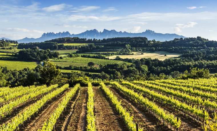 Penedès: Vinyes, fòssils i turons verds | Acerca Cultura